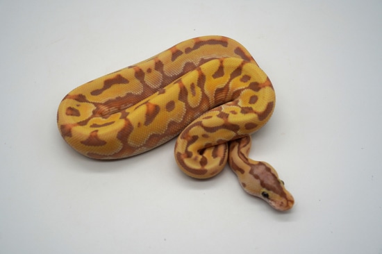 Pastel Banana Weirdo Specter/YB Puzzle Ball Python by Ozzy Boids LLC