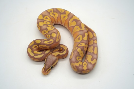 Pastel Banana Mojave DH Hypo Puzzle Ball Python by Ozzy Boids LLC