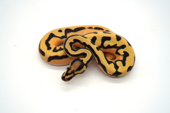 Super Orange Dream Leopard Desert Ghost Pied Ball Python by Ozzy Boids LLC