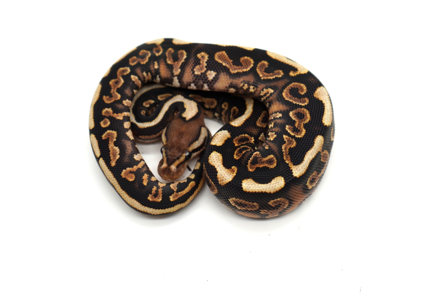 Black Pastel YB Red Stripe Het Clown 50% Het Genetic Stripe Ball Python ...