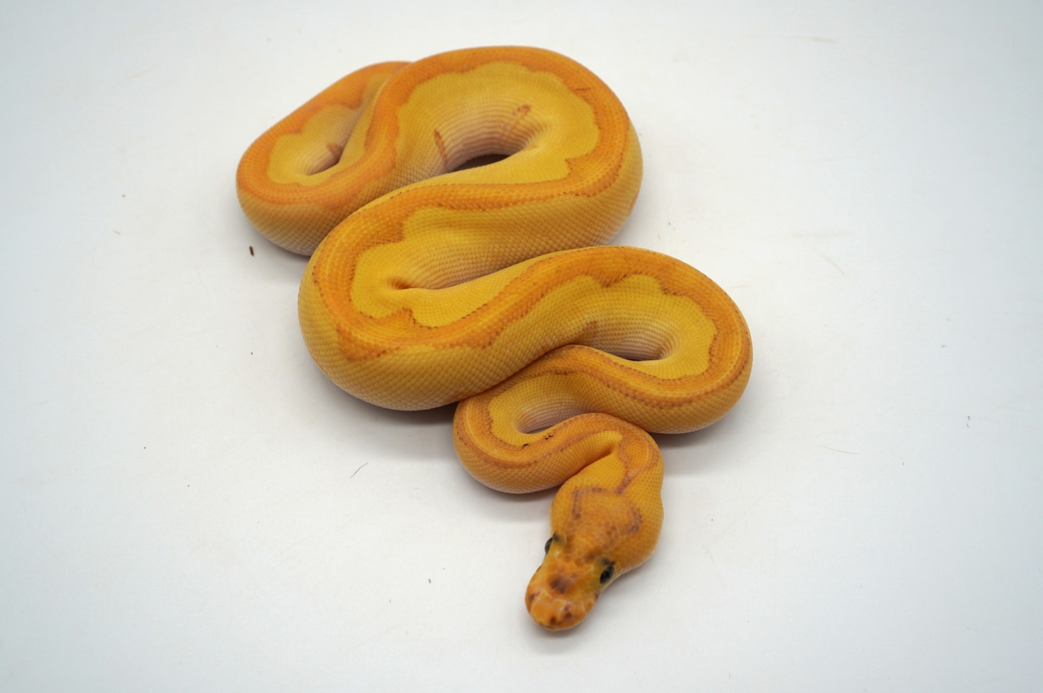 Orange Dream Enchi Fire Mojave Red Stripe Ball Python by Ozzy Boids LLC ...