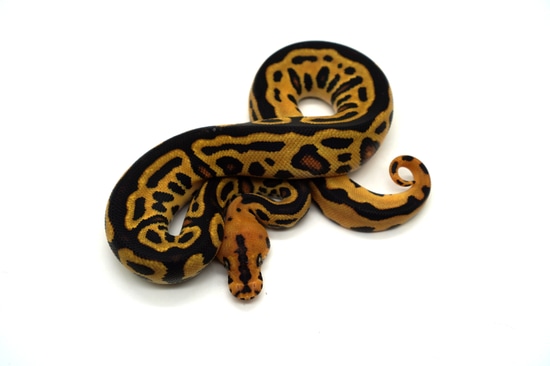 Spotnose Leopard Cinder Clown Ball Python by Ozzy Boids LLC
