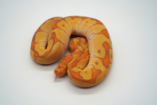 Enchi Banana Red Stripe Clown Ball Python by Ozzy Boids LLC