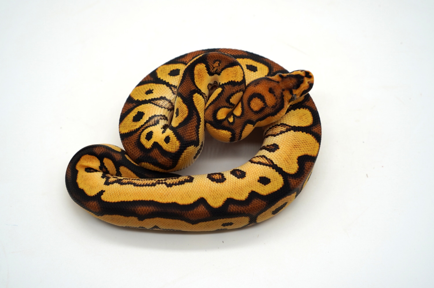 Orange Dream YB Red Stripe Clown 66% Het Genetic Stripe Ball Python by ...