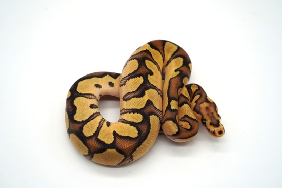 High Intensity Orange Dream Fire Clown Ball Python by Ozzy Boids LLC