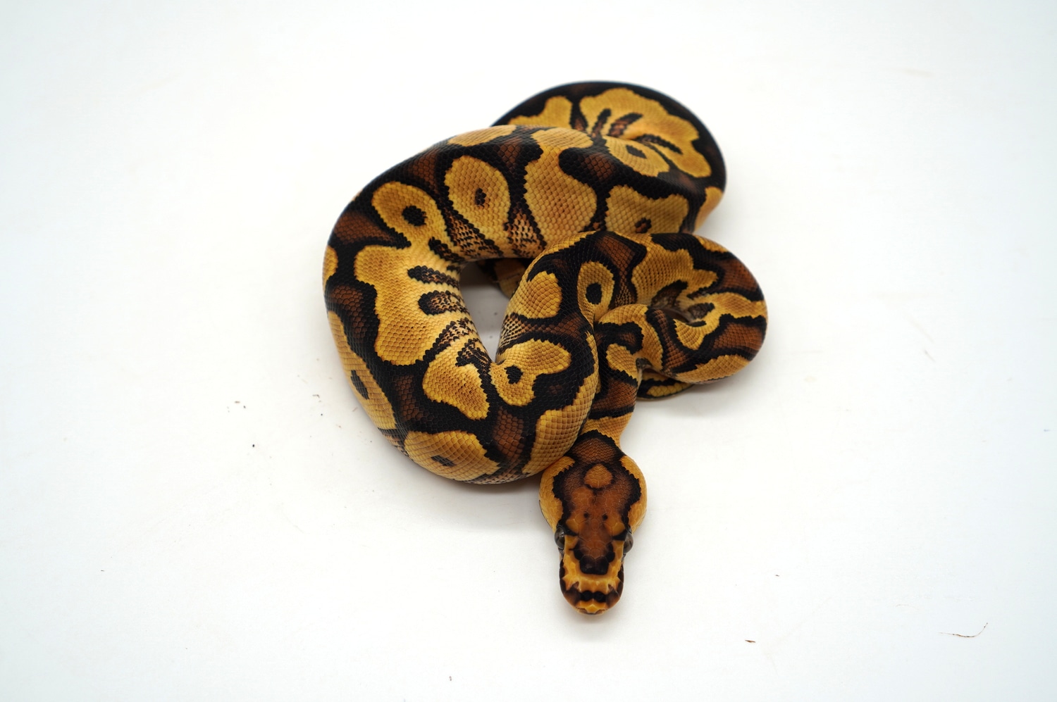 High Intensity Orange Dream YB Clown Ball Python by Ozzy Boids LLC ...