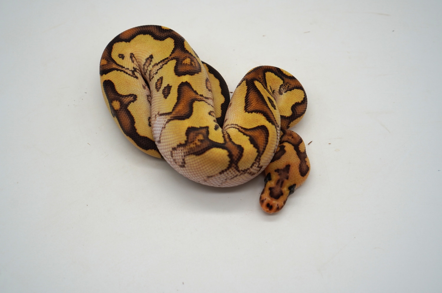 High Intensity Orange Dream Fire Special Clown Ball Python by Ozzy ...