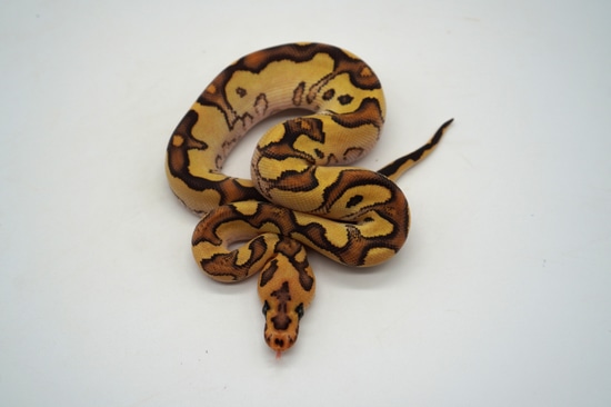 High Intensity Orange Dream Fire Special Clown Ball Python by Ozzy ...