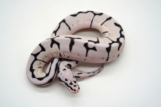 Bumble Bee VPI Axanthic Desert Ghost Ball Python by Ozzy Boids LLC