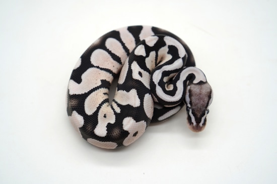 Pastel VPI Axanthic Desert Ghost Ball Python by Ozzy Boids LLC