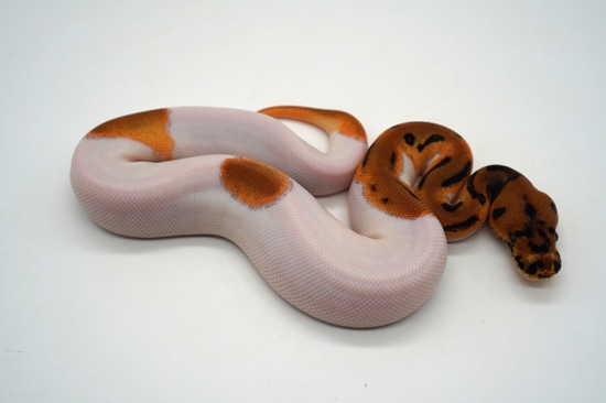 Orange Dream Leopard Clown Pied Ball Python by Ozzy Boids LLC