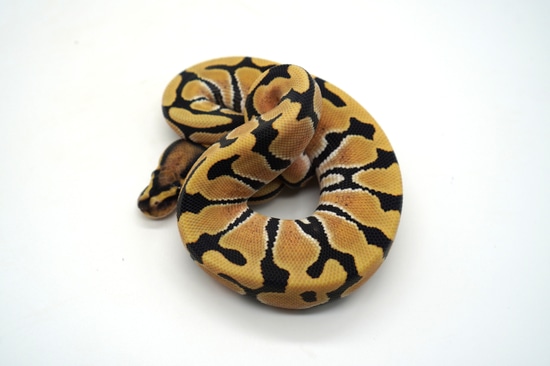 Orange Dream Desert Ghost Het Puzzle Ball Python by Ozzy Boids LLC
