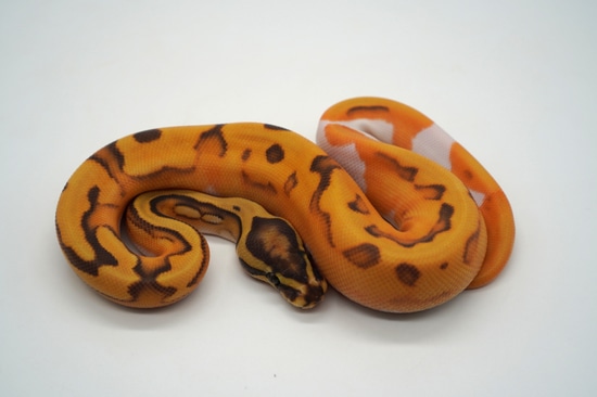 Orange Dream Enchi Leopard Hypo Pied Ball Python by Ozzy Boids LLC
