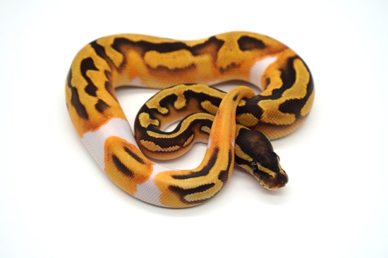 Orange Dream Leopard Pied Het Hypo Ball Python by Ozzy Boids LLC