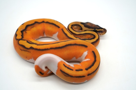 Super Orange Dream Leopard Hypo Pied Ball Python by Ozzy Boids LLC