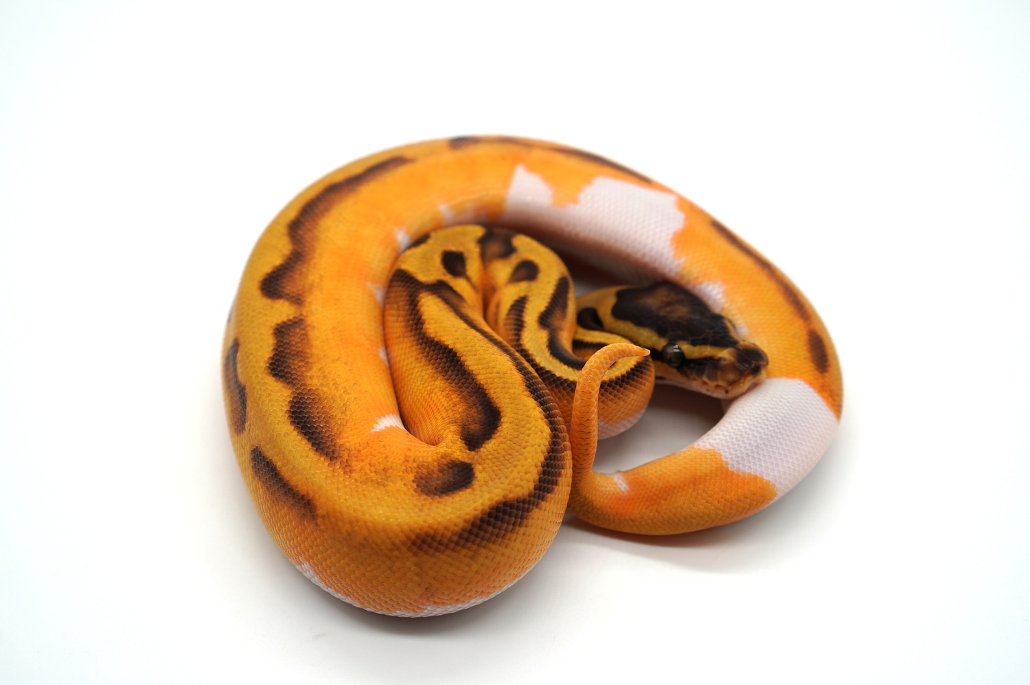 Super Orange Dream Enchi Leopard Pied Het Hypo Ball Python by Ozzy ...