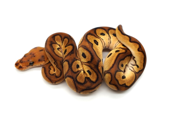 Orange Dream Super Red Stripe Clown Het Genetic Stripe Ball Python by ...