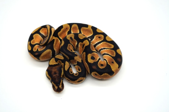 Super Orange Dream DH Ultramel Desert Ghost Ball Python by Ozzy Boids LLC