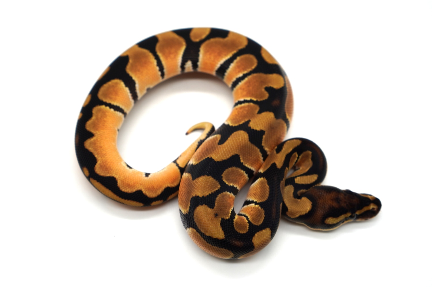 Orange Dream YB DH Ultramel Desert Ghost Ball Python by Ozzy Boids LLC ...