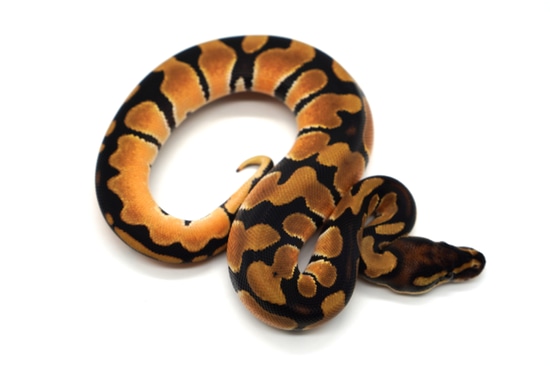Orange Dream YB DH Ultramel Desert Ghost Ball Python by Ozzy Boids LLC