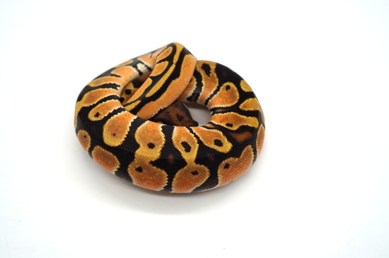 Super Orange Dream DH Ultramel Desert Ghost Ball Python by Ozzy Boids LLC
