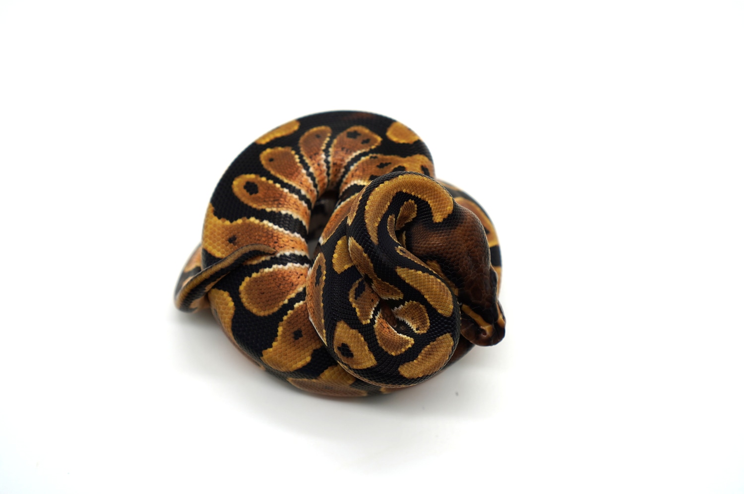 DH Ultramel Desert Ghost Ball Python by Ozzy Boids LLC - MorphMarket