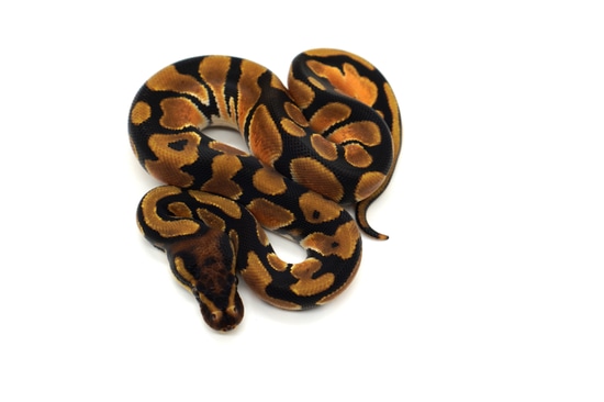 Super Orange Dream DH Ultramel Desert Ghost Ball Python by Ozzy Boids LLC
