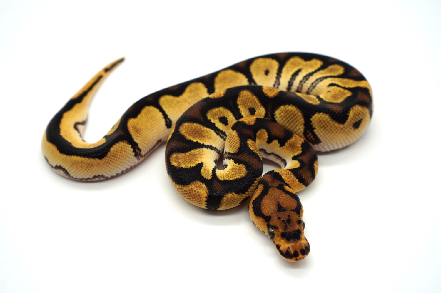 High Intensity X2 Super Orange Dream Clown Ball Python by Ozzy Boids ...