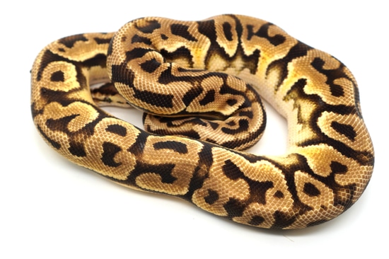Weirdo Pastel Puzzle 66% Het Desert Ghost Ball Python by Ozzy Boids LLC