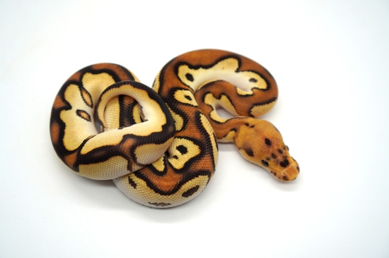 High Intensity Super Orange Dream Cypress Clown Ball Python by Ozzy ...