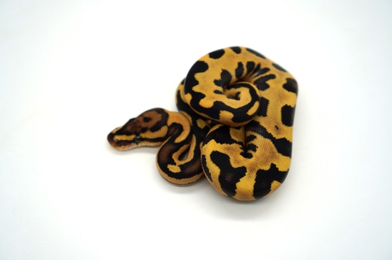 Orange Dream Confusion Fire Leopard Het Clown Ball Python by Ozzy Boids LLC