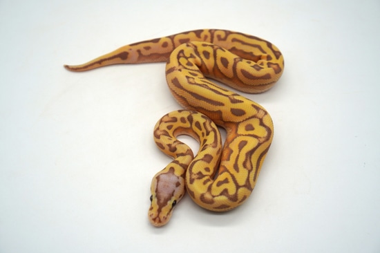 Pastel YB Banana Weirdo Puzzle Ball Python by Ozzy Boids LLC