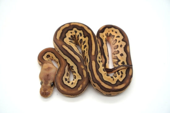 Lesser Black Pastel Leopard Clown Het Ultramel Ball Python by Ozzy ...