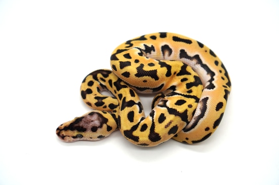 Orange Dream Weirdo Pastel Puzzle Ball Python by Ozzy Boids LLC