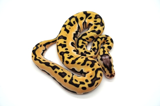 Orange Dream Weirdo Pastel Puzzle Ball Python by Ozzy Boids LLC