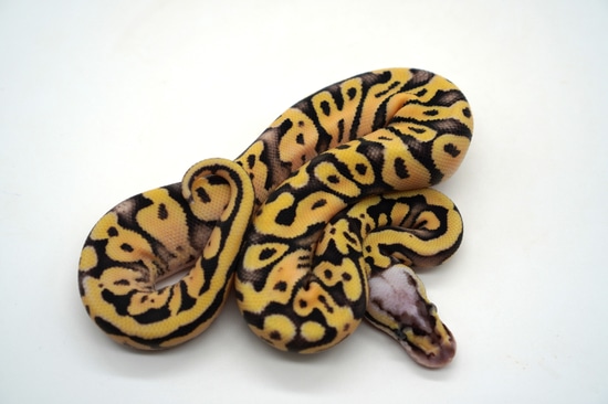 Orange Dream Super Pastel Weirdo Het Puzzle Ball Python by Ozzy Boids LLC