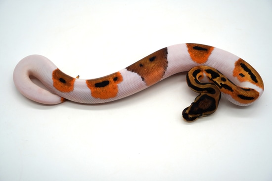 Super Orange Dream Pied Het Desert Ghost Ball Python by Ozzy Boids LLC