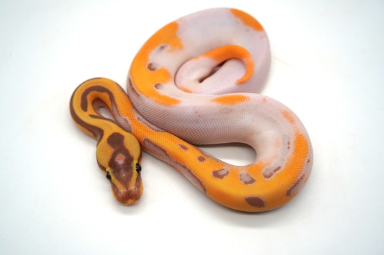 Super Orange Dream Super Enchi Vanilla Leopard Banana Pied Ball Python ...