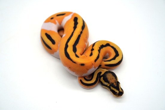 Super Orange Dream Desert Ghost Pied Ball Python by Ozzy Boids LLC