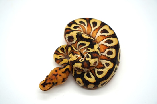 Orange Dream Spotnose Cypress Clown Ball Python by Ozzy Boids LLC