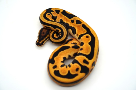 Orange Dream YB Leopard Chocolate Het Clown Ball Python by Ozzy Boids LLC