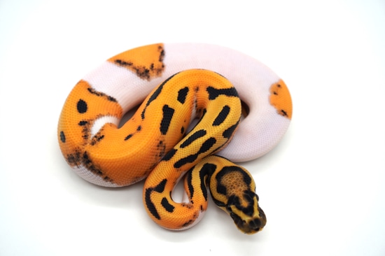 Super Orange Dream Leopard Desert Ghost Pied Ball Python by Ozzy Boids LLC