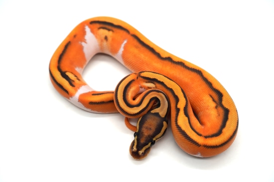 Super Orange Dream Leo Hypo Pied Ball Python by Ozzy Boids LLC
