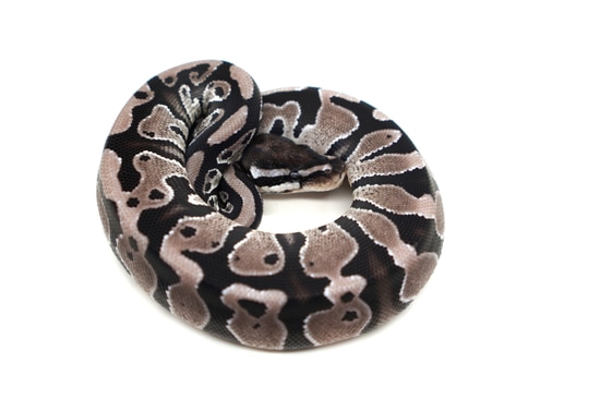 VPI Axanthic DH Desert Ghost Pied Ball Python by Ozzy Boids LLC