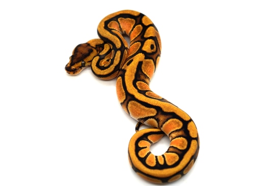 Orange Dream Super Red Stripe DH Genetic Stripe Clown Ball Python by ...