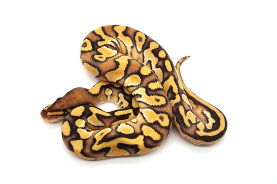 Orange Dream YB Weirdo Lesser DH Ultramel Puzzle Ball Python by Ozzy ...