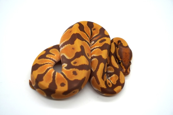 Orange Dream Ultramel DH Desert Ghost Clown Ball Python by Ozzy Boids LLC