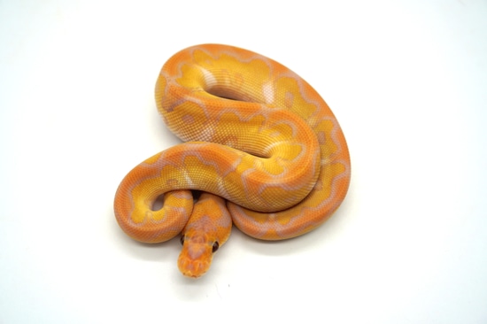 Lesser YB Ultramel Clown Ball Python by Ozzy Boids LLC