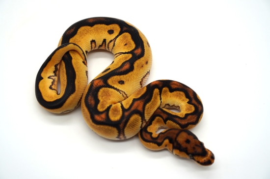 Orange Dream YB/Asphalt Clown Ball Python by Ozzy Boids LLC