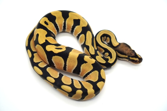 Orange Dream Desert Ghost Het VPI Axanthic Ball Python by Ozzy Boids LLC